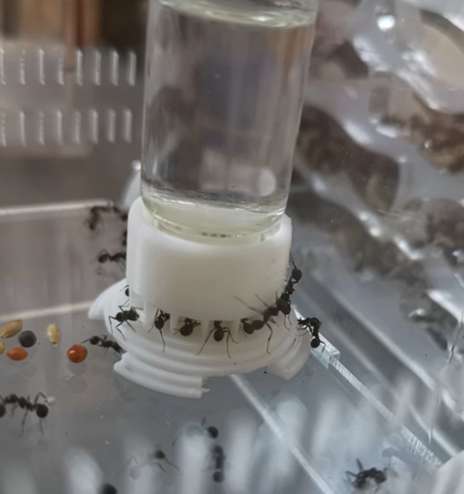 How do I care for my Queen Ant? Only 4 Thnigs They Need