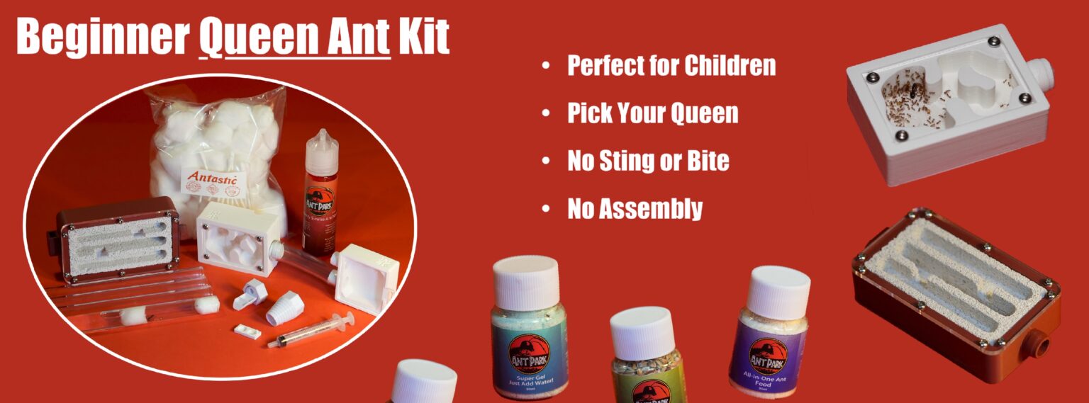 Buy Live Queen Ant Farms + all Equipment: Arrive Alive Guarantee