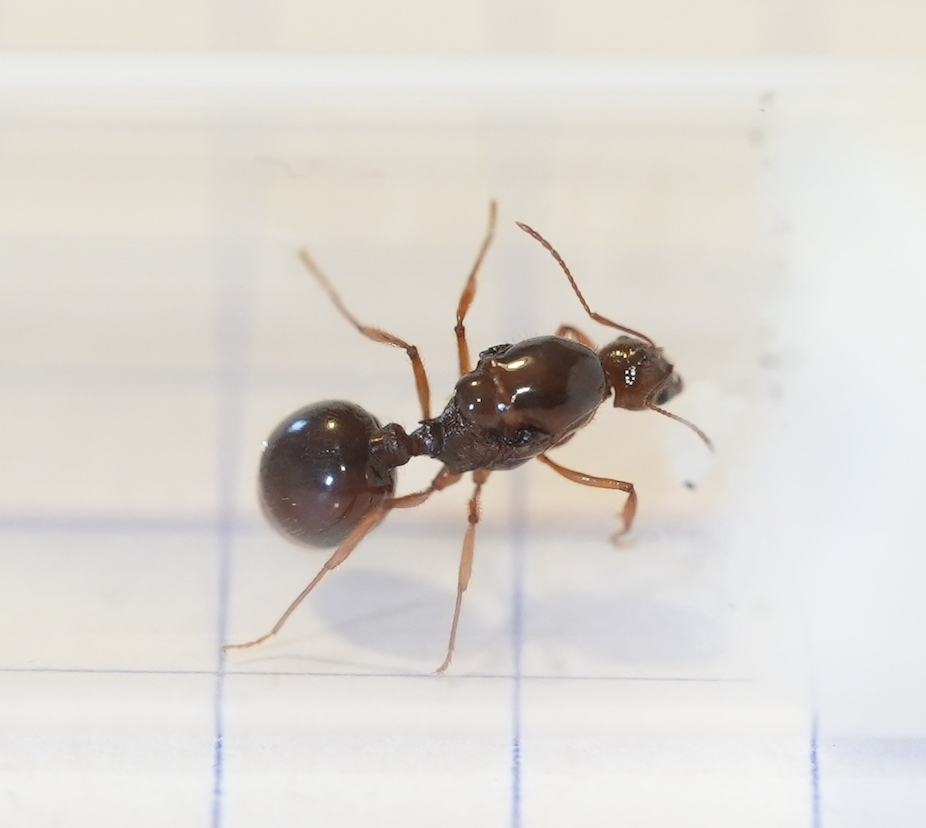 Aphaenogaster Longiceps Queen, Funnel Ant w/ Eggs - Shop Now