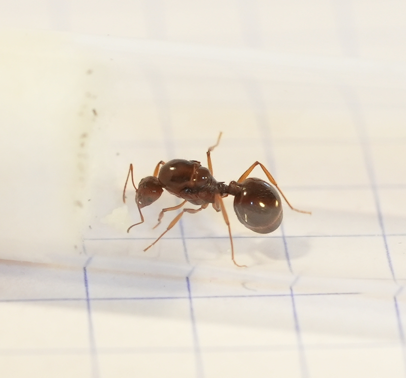 Aphaenogaster Longiceps Queen, Funnel Ant w/ Eggs - Shop Now