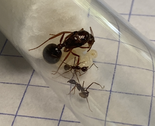 Aphaenogaster Longiceps Queen, Funnel Ant w/ Eggs - Shop Now