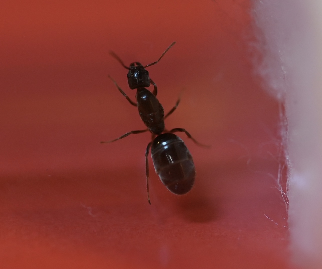 Iridomyrmex Bicknelli Queen Pavement Ant Eggs Buy At Antastic
