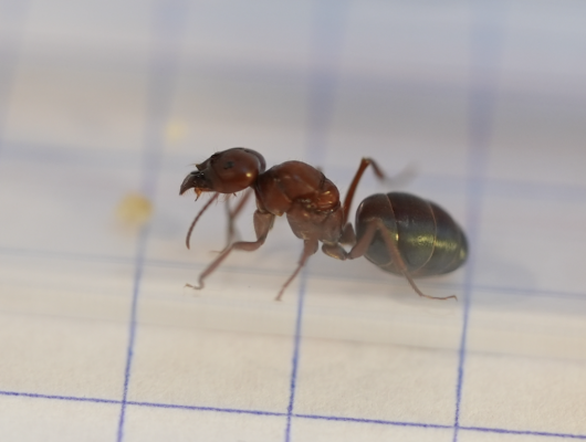 10 Amazing Facts About Queen Ants