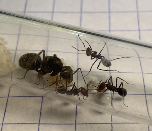 Iridomyrmex Purpureus Queen, Meat Ant w/ Eggs - Buy at Antastic