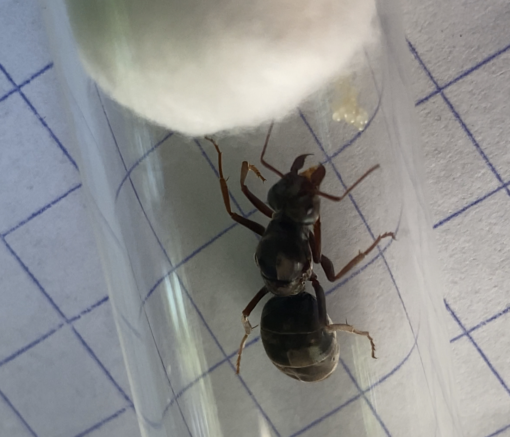 Iridomyrmex Purpureus Queen, Meat Ant w/ Eggs - Buy at Antastic