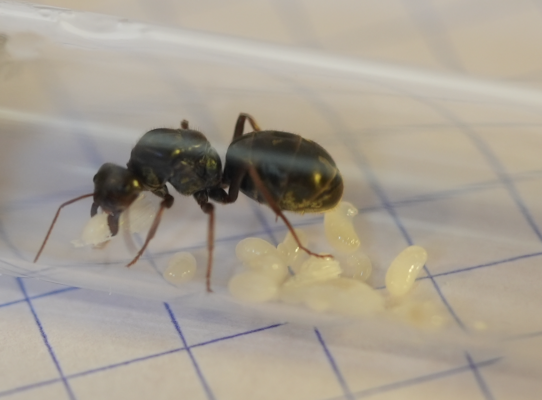 10 Amazing Facts About Queen Ants