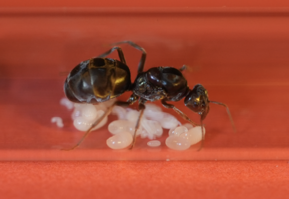 10 Amazing Facts About Queen Ants