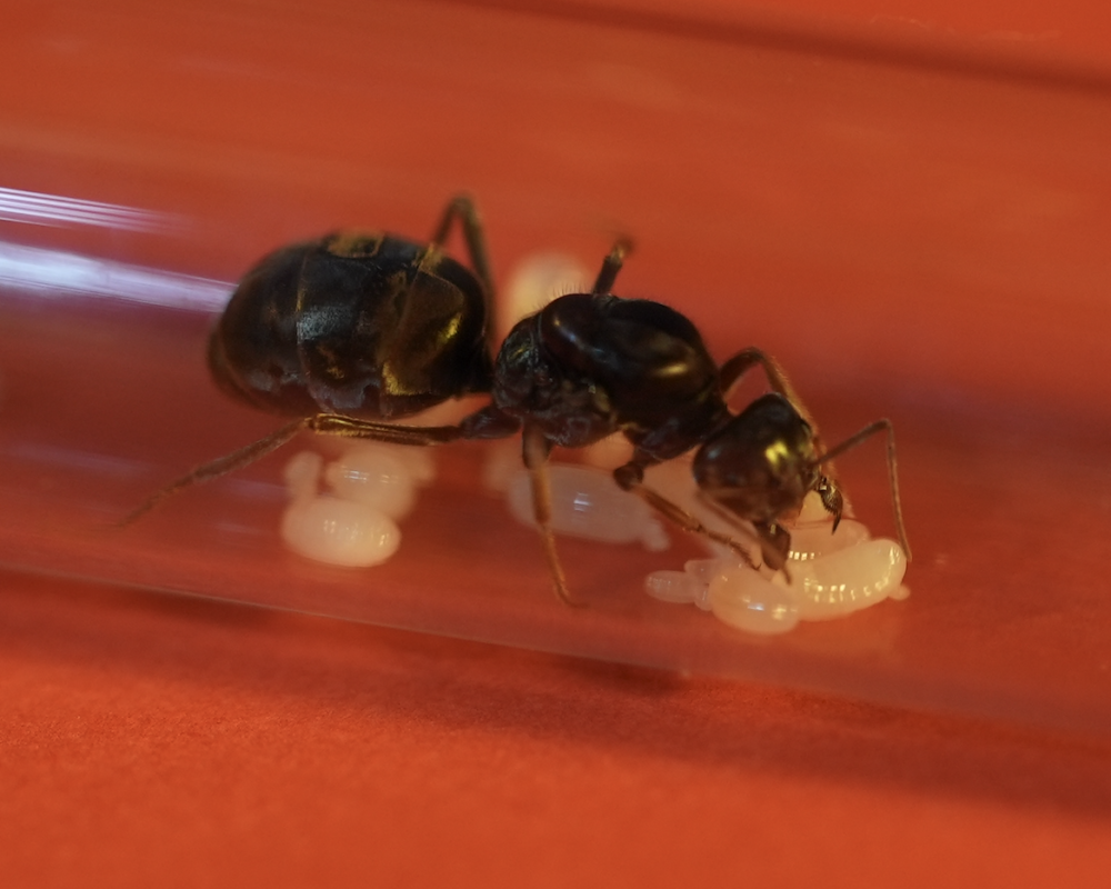 Iridomyrmex Purpureus Queen, Meat Ant w/ Eggs - Buy at Antastic
