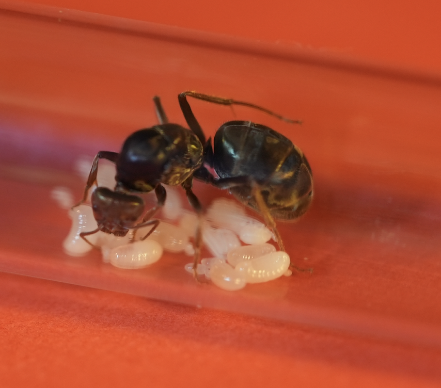 Iridomyrmex Purpureus Queen, Meat Ant w/ Eggs - Buy at Antastic