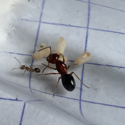 Buy Live Queen Ant Farms + all Equipment: Arrive Alive Guarantee