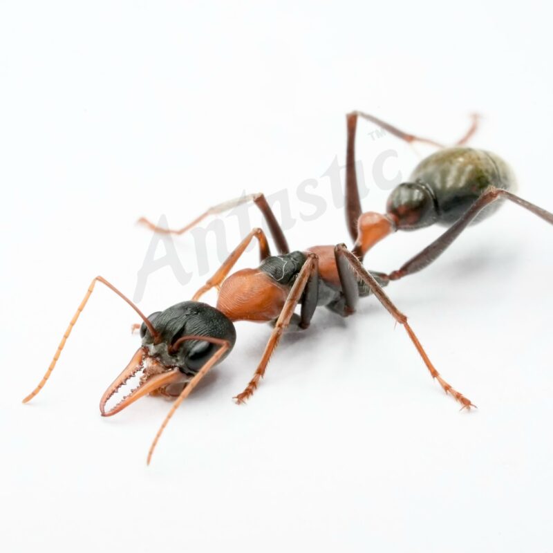 Myrmecia, Bull Ants - Queens with eggs / workers - Shop Now