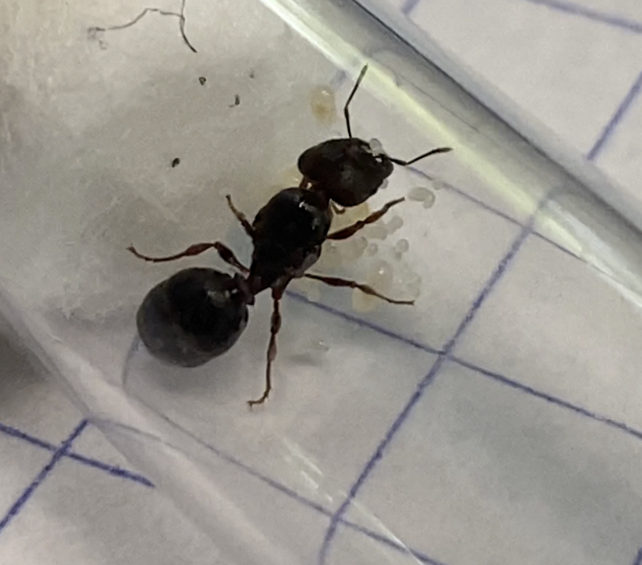 Pheidole Queen Big-Headed Ant w/ Brood Eggs - Buy at Antastic