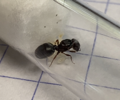 Pheidole Queen Big-Headed Ant w/ Brood Eggs - Buy at Antastic