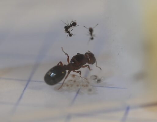Pheidole Queen Big-Headed Ant w/ Brood Eggs - Buy at Antastic