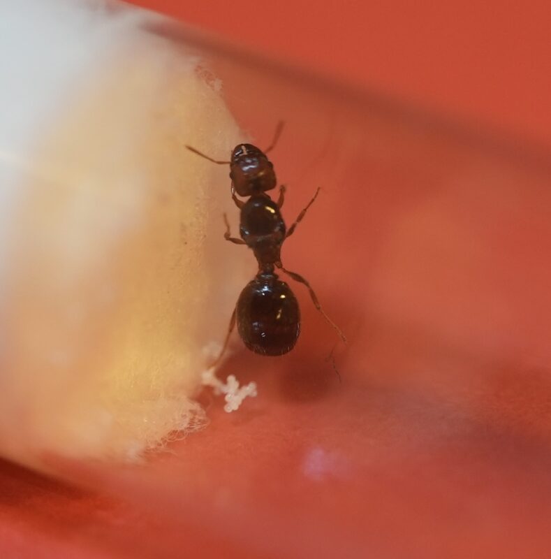 Pheidole Queen Big-Headed Ant w/ Brood Eggs - Buy at Antastic