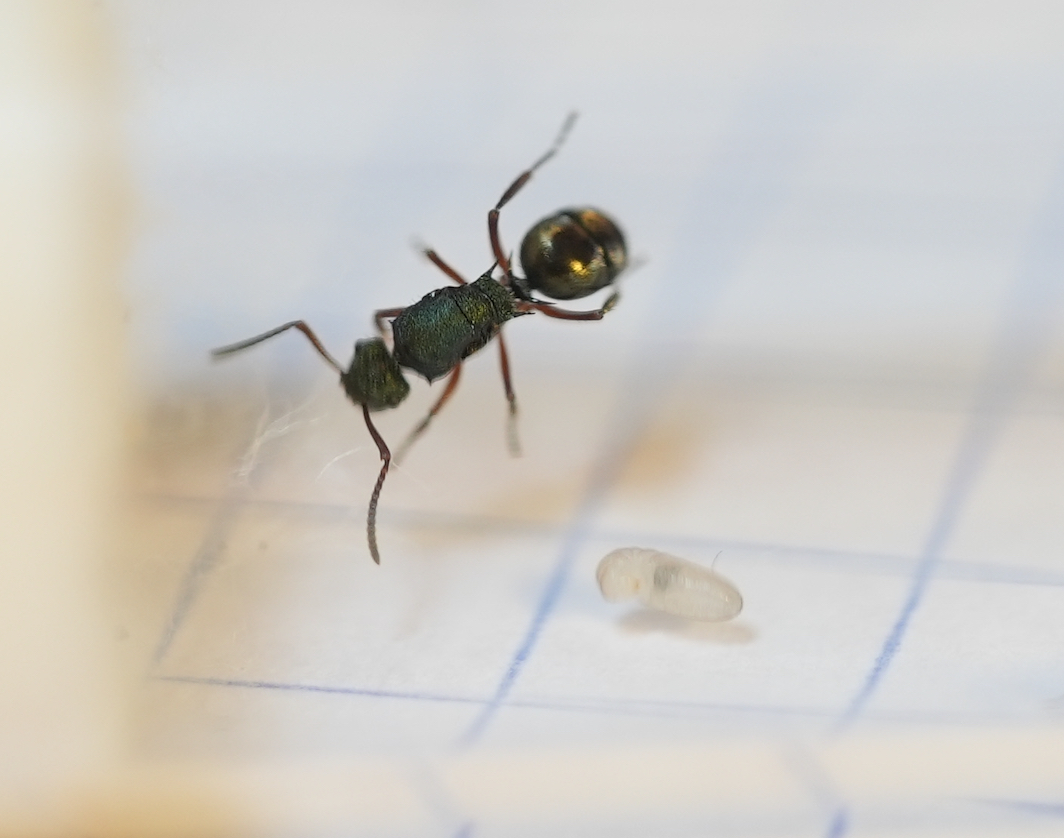 Polyrhachis Hookeri Queen, Green Spiny Ant w/ Eggs - Shop Now