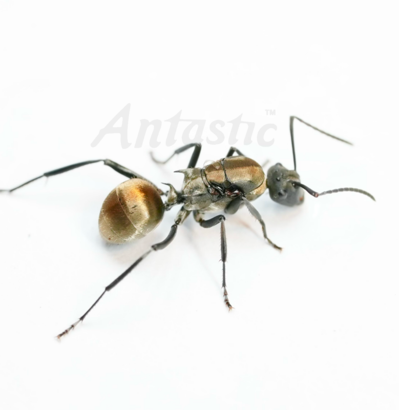 Polyrhachis Ammon Queen, Gold Spiny Ant w/ Eggs - Buy Now