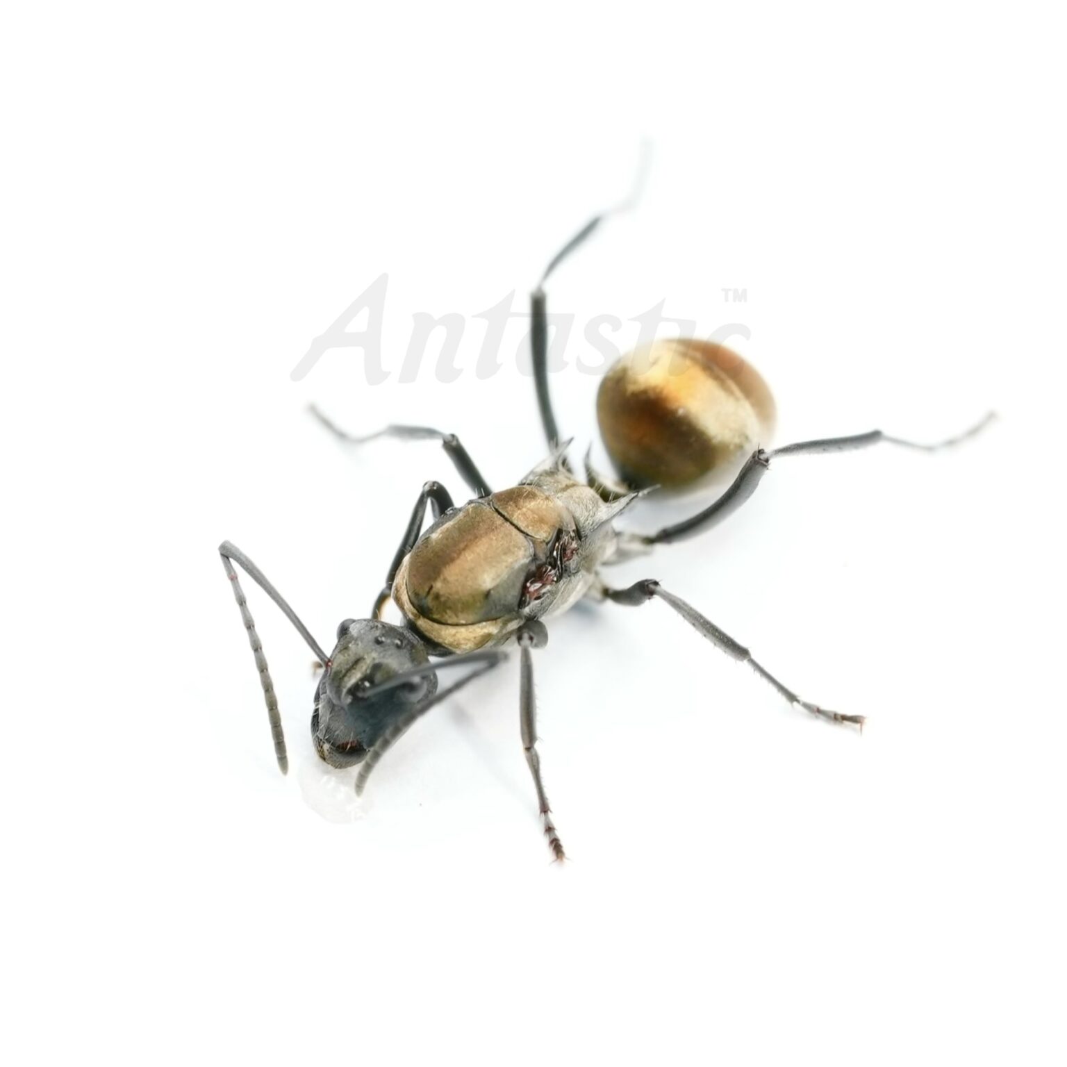 Camponotus Aeneopilosus Queen - Golden Tail Sugar Ant