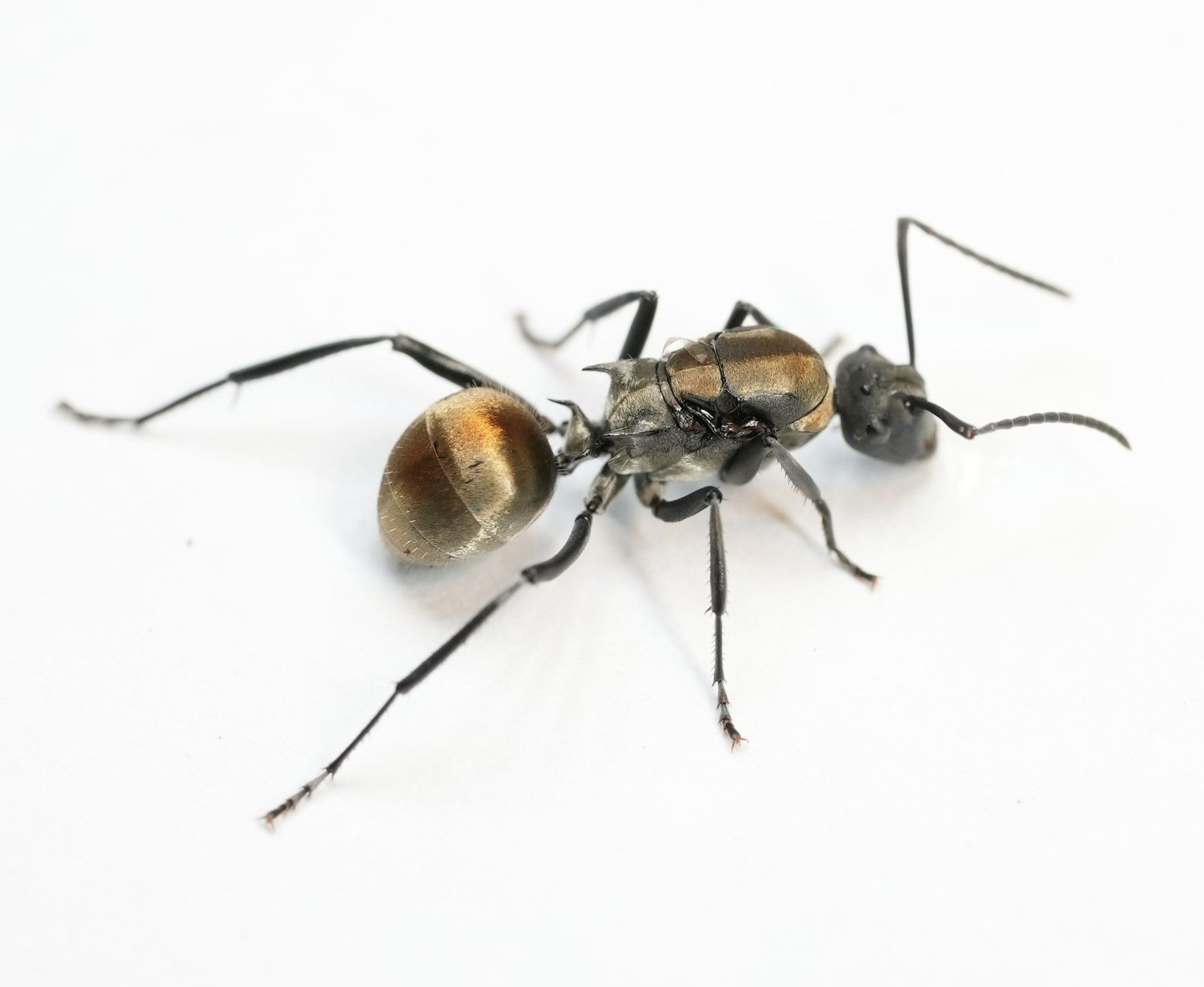 Polyrhachis Ammon Queen, Gold Spiny Ant w/ Eggs - Buy Now