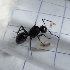 Buy Live Queen Ant Farms + all Equipment: Arrive Alive Guarantee