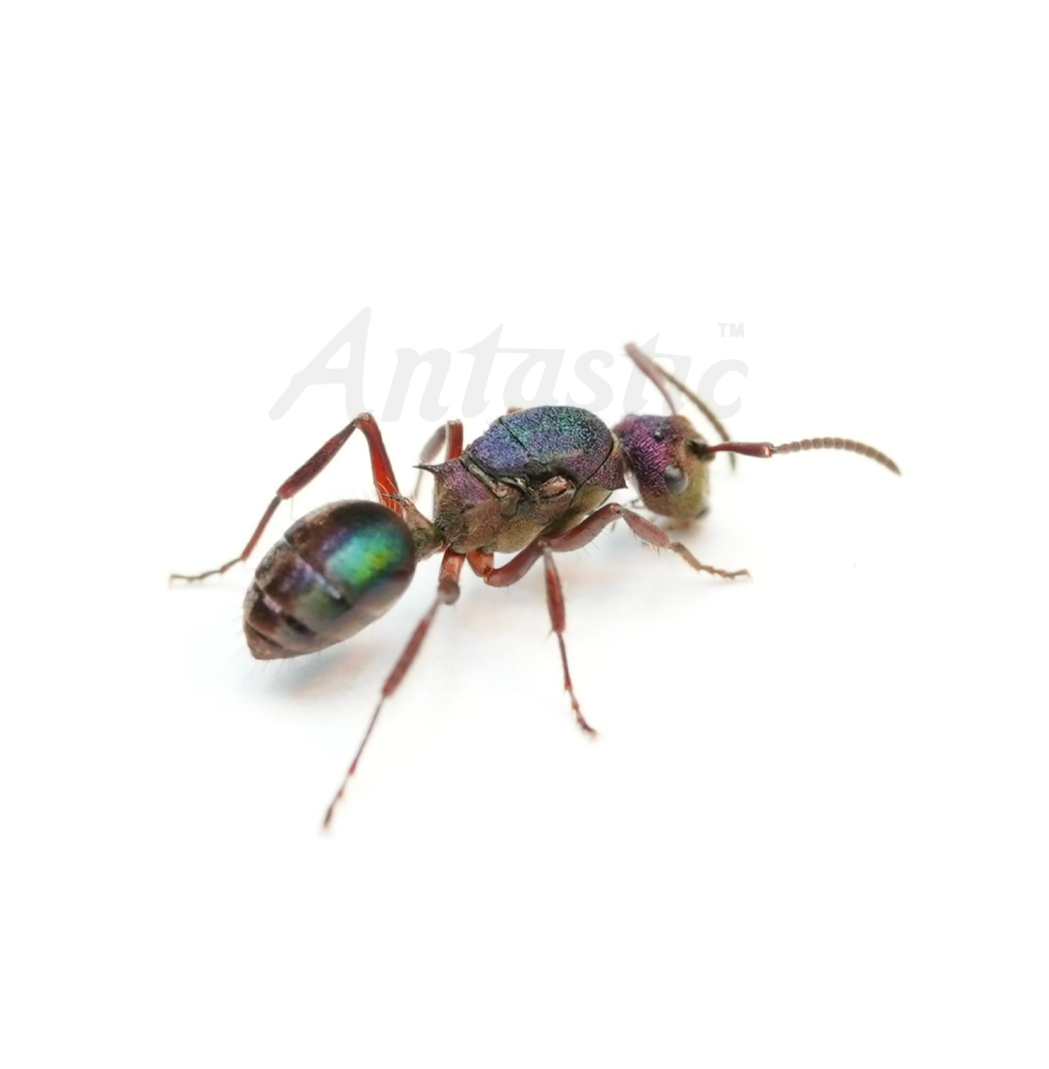 Polyrhachis Hookeri Queen, Green Spiny Ant w/ Eggs - Shop Now