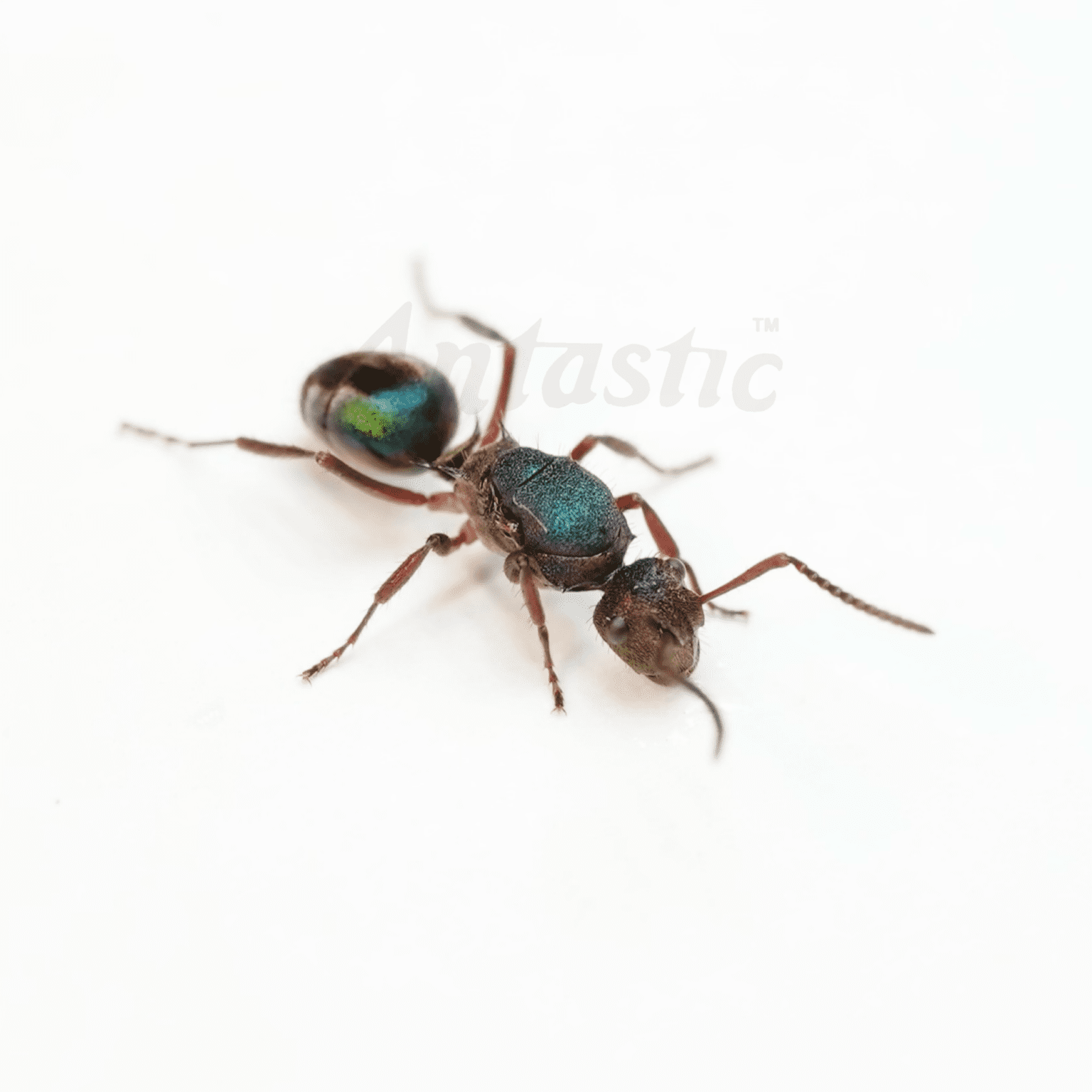 Mini Outworld for Queen Ant Colony Farm / Nest / Test Tube
