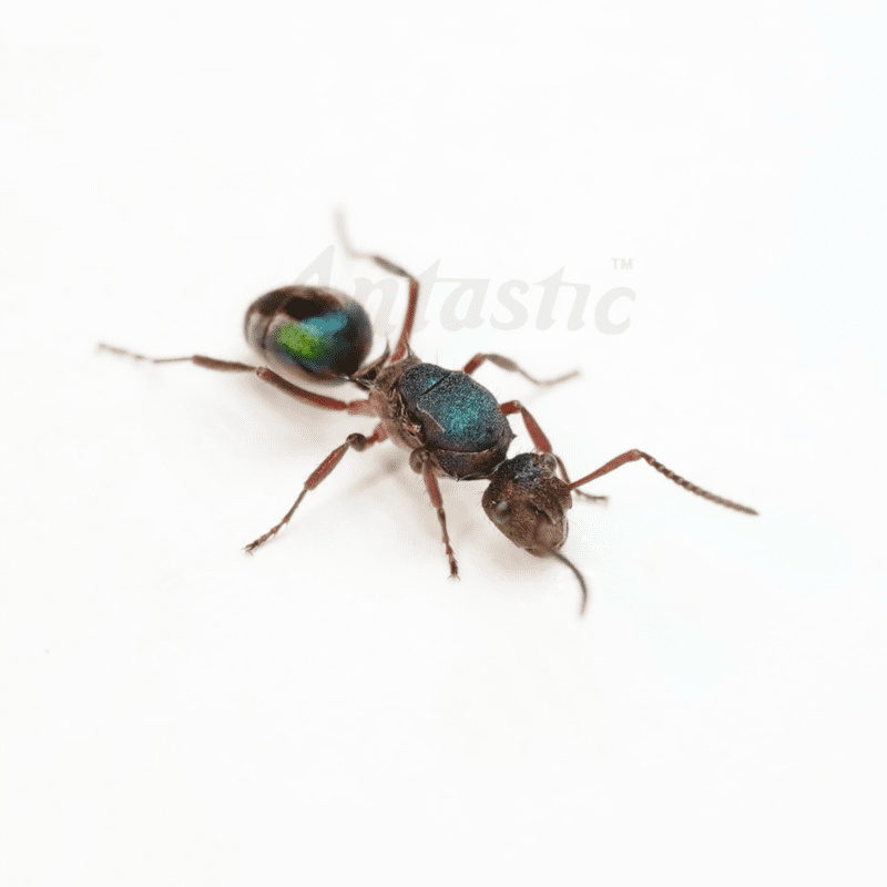 Polyrhachis Hookeri Queen, Green Spiny Ant w/ Eggs - Shop Now