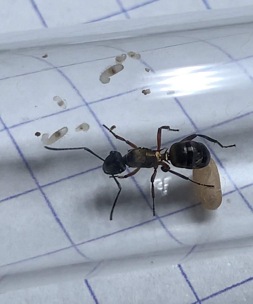 Polyrhachis – Antastic
