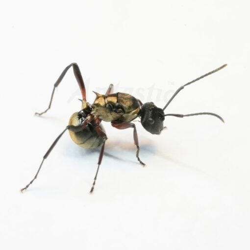 Polyrhachis Rufifemur Queen, Gold Gastor w/ Eggs - Shop Now