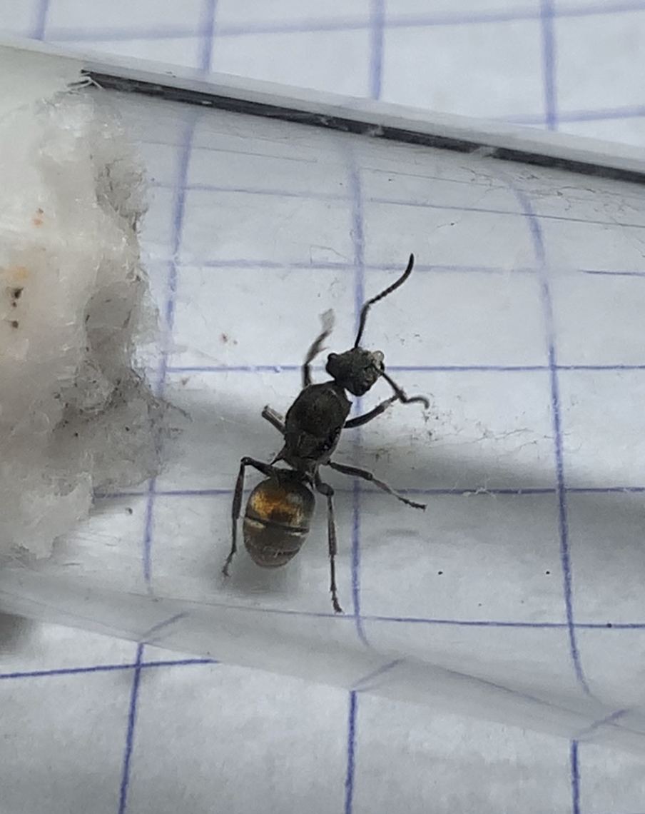 Polyrhachis Vermiculosa Queen Gold Tail Ant w/ Eggs - Shop Now