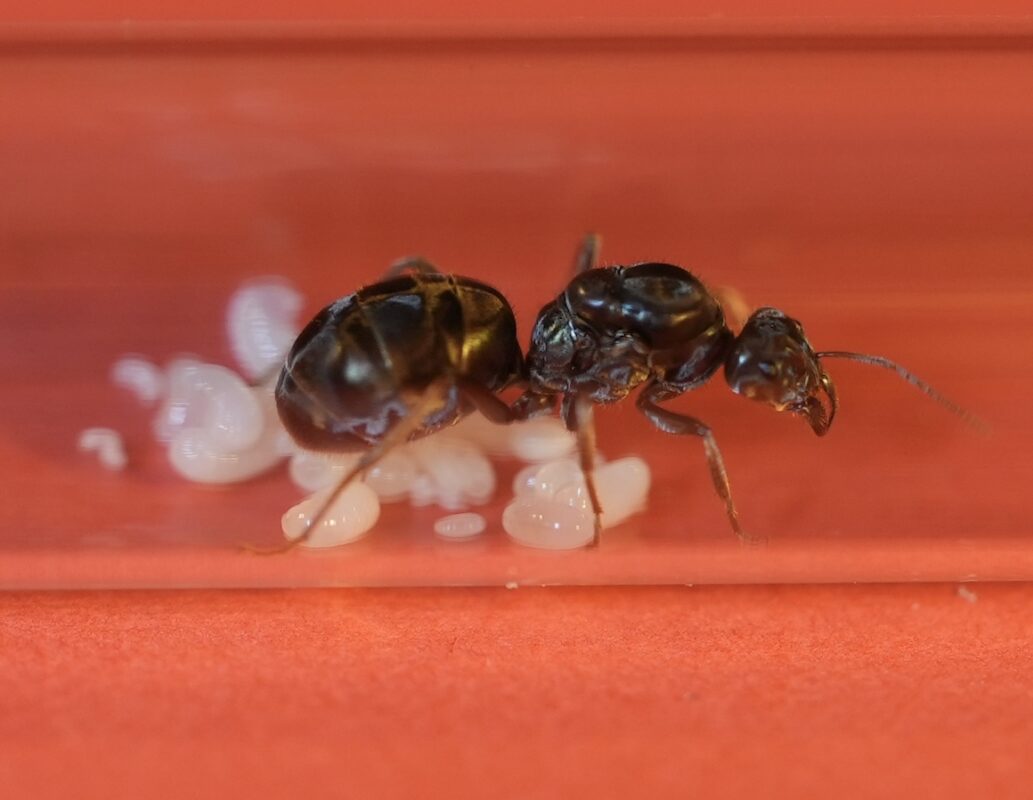 Iridomyrmex Purpureus Queen, Meat Ant w/ Eggs - Buy at Antastic