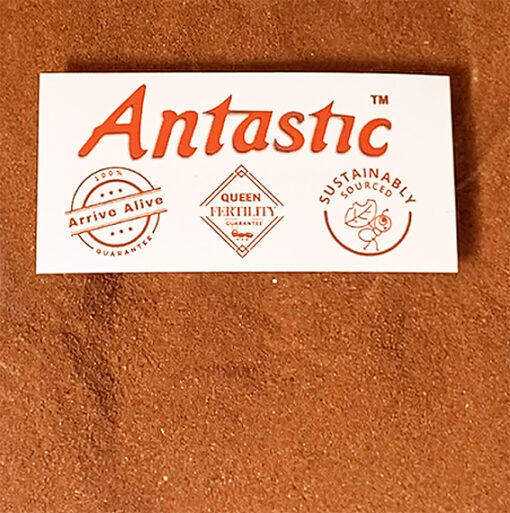 Beginner Queen Starter Package - Ant / Equipment / Food