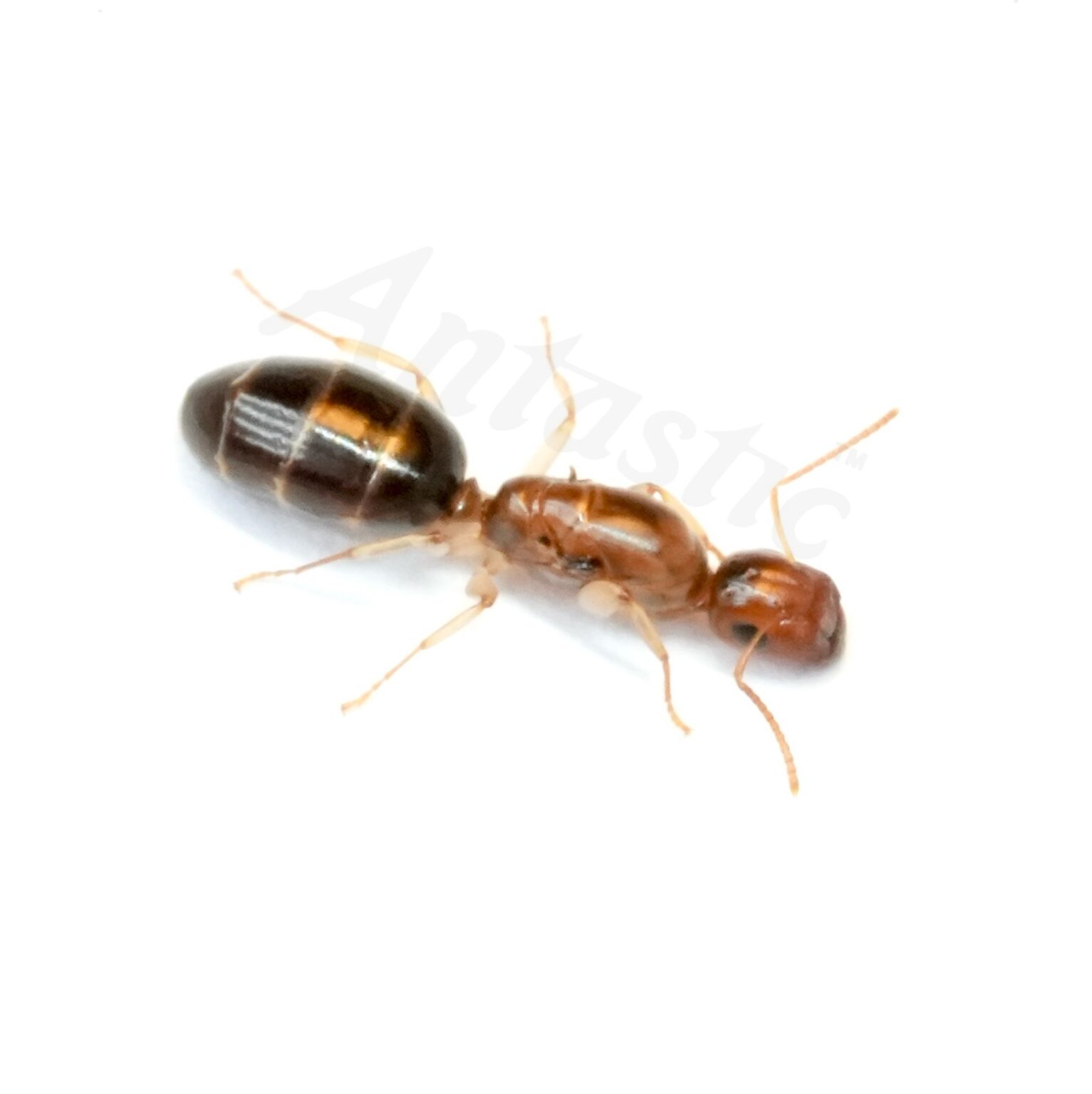 Buy Live Queen Ant Farms + All Equipment: Arrive Alive Guarantee