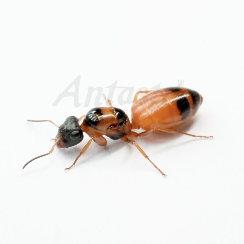 Buy Live Queen Ant Farms + All Equipment: Arrive Alive Guarantee