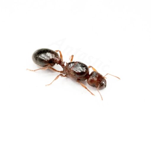 Buy Queen Ant Australia with Brood/Eggs /Workers At Antastic