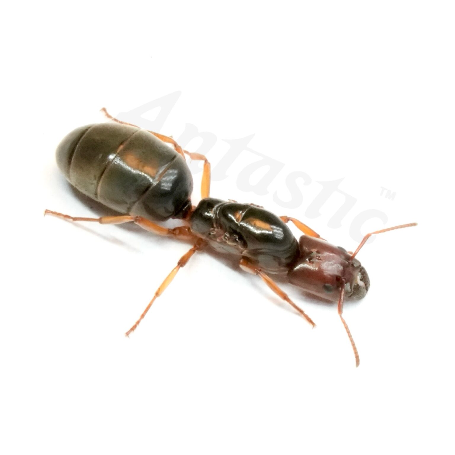 Buy Queen Ants with Brood / Eggs / Workers - Shop at Antastic