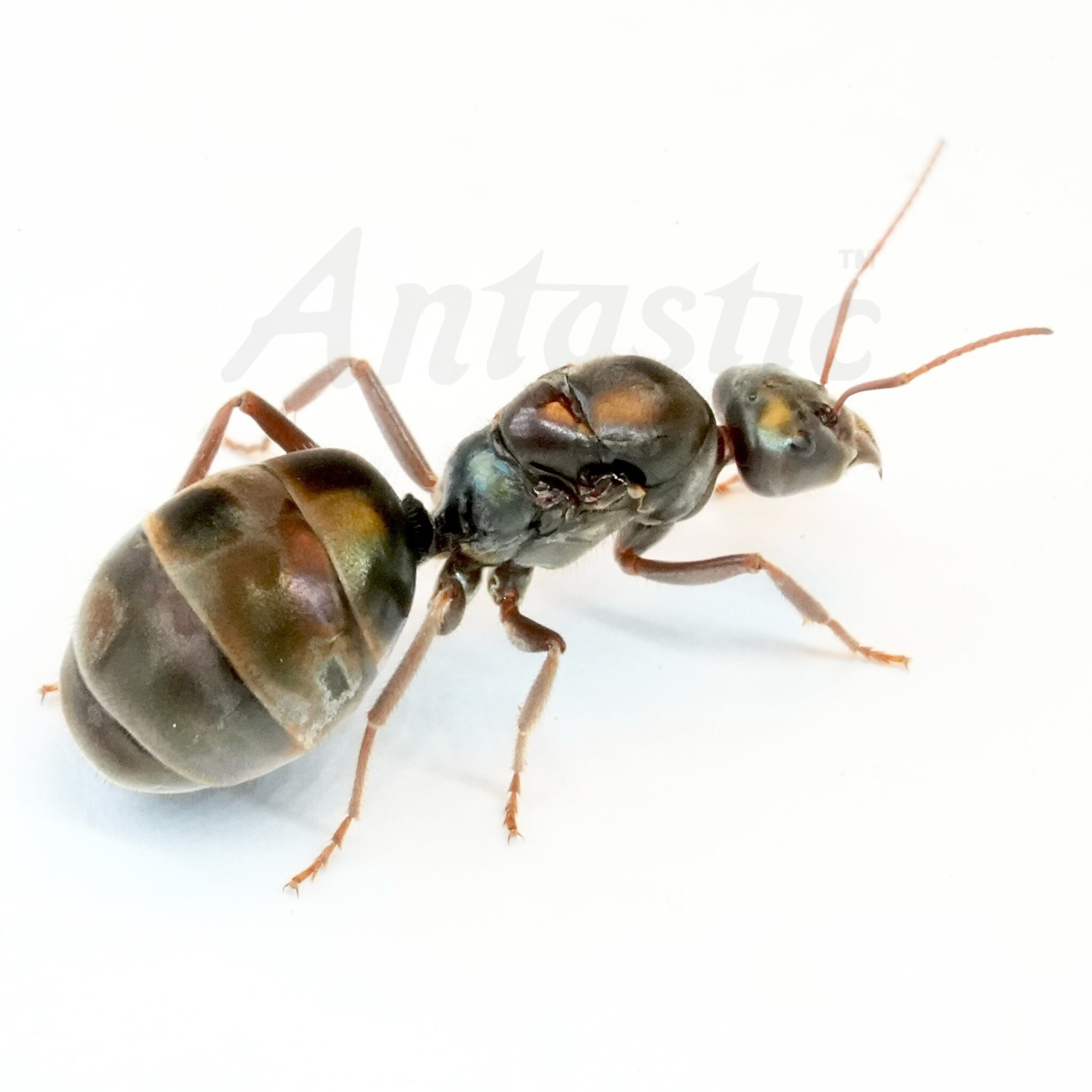 Iridomyrmex Purpureus Queen, Meat Ant w/ Eggs - Buy at Antastic