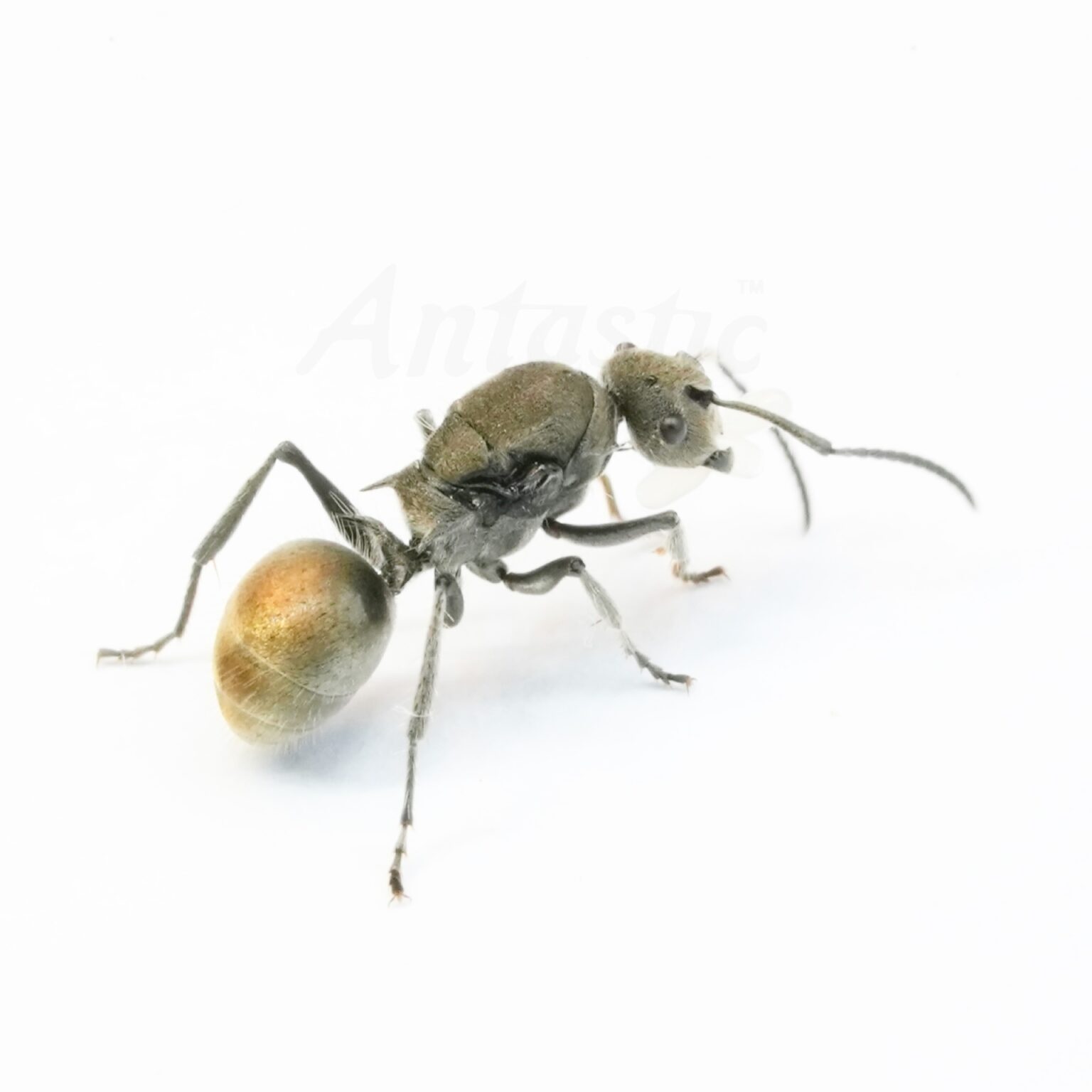 Polyrhachis Vermiculosa Queen Gold Tail Ant w/ Eggs - Shop Now
