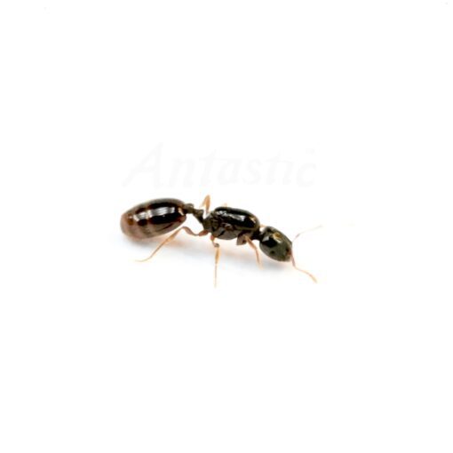 Buy Queen Ants with Brood / Eggs / Workers - Shop at Antastic