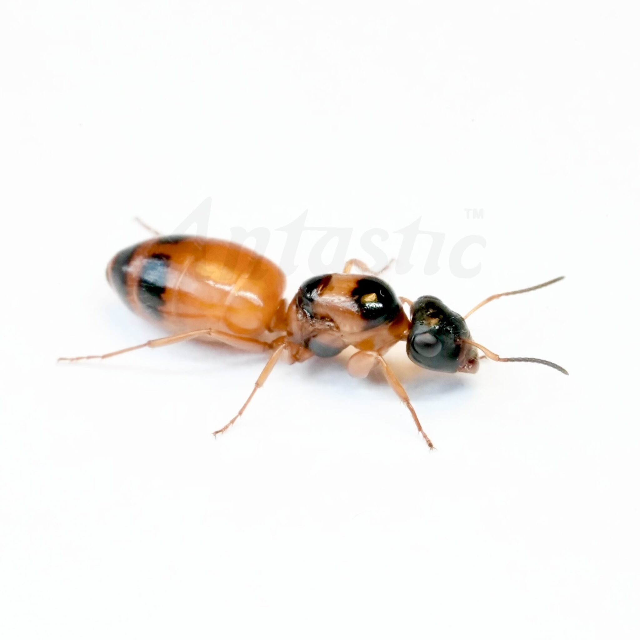 Buy Live Queen Ant Farms + All Equipment: Arrive Alive Guarantee