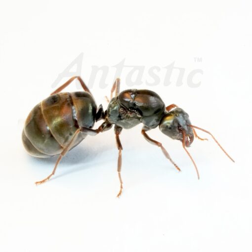 Large Big Queen Ants with Eggs / Brood for Sale - Buy at Antastic