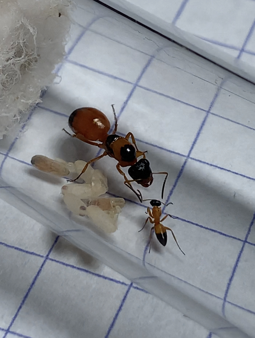 Opisthopsis Queen, Strobe Ant w/ Eggs Brood - Buy at Antastic