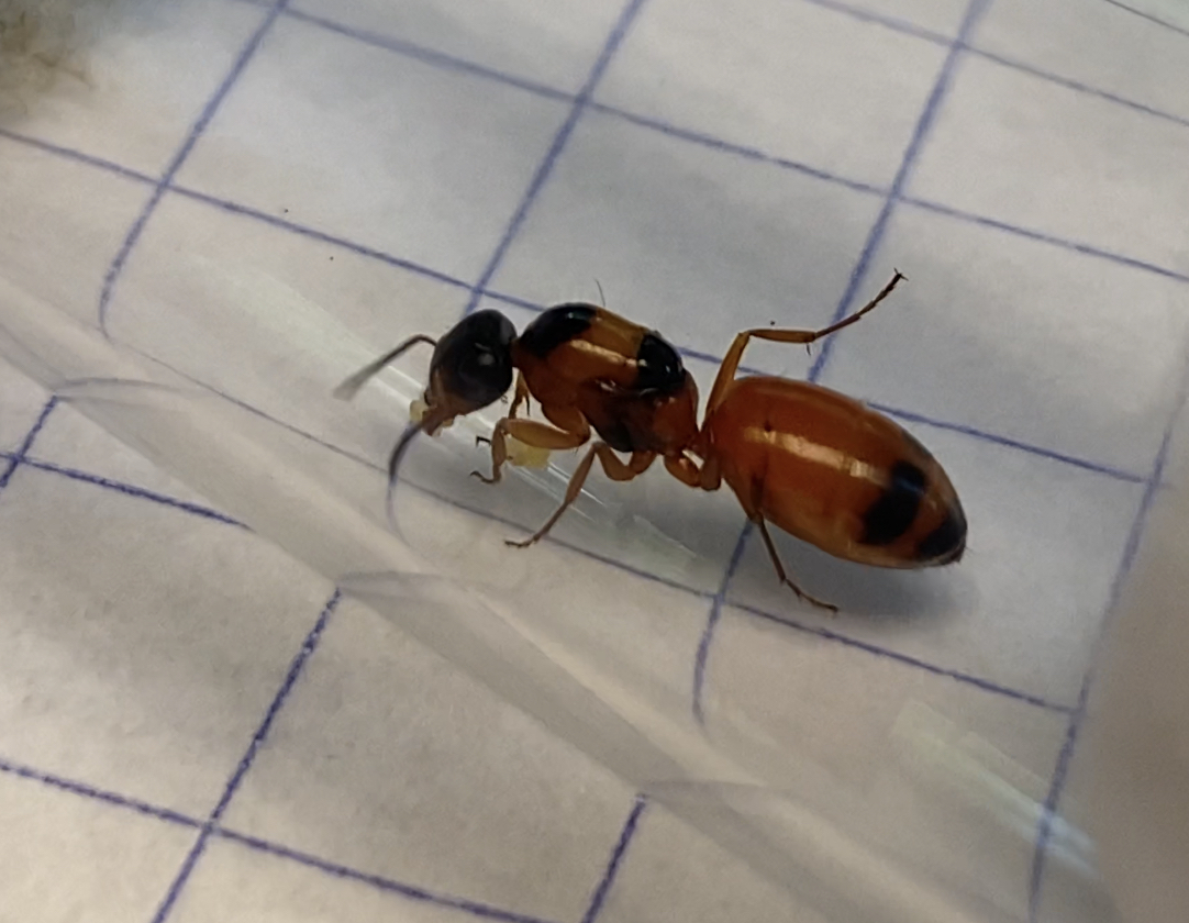 Opisthopsis Queen, Strobe Ant w/ Eggs Brood - Buy at Antastic