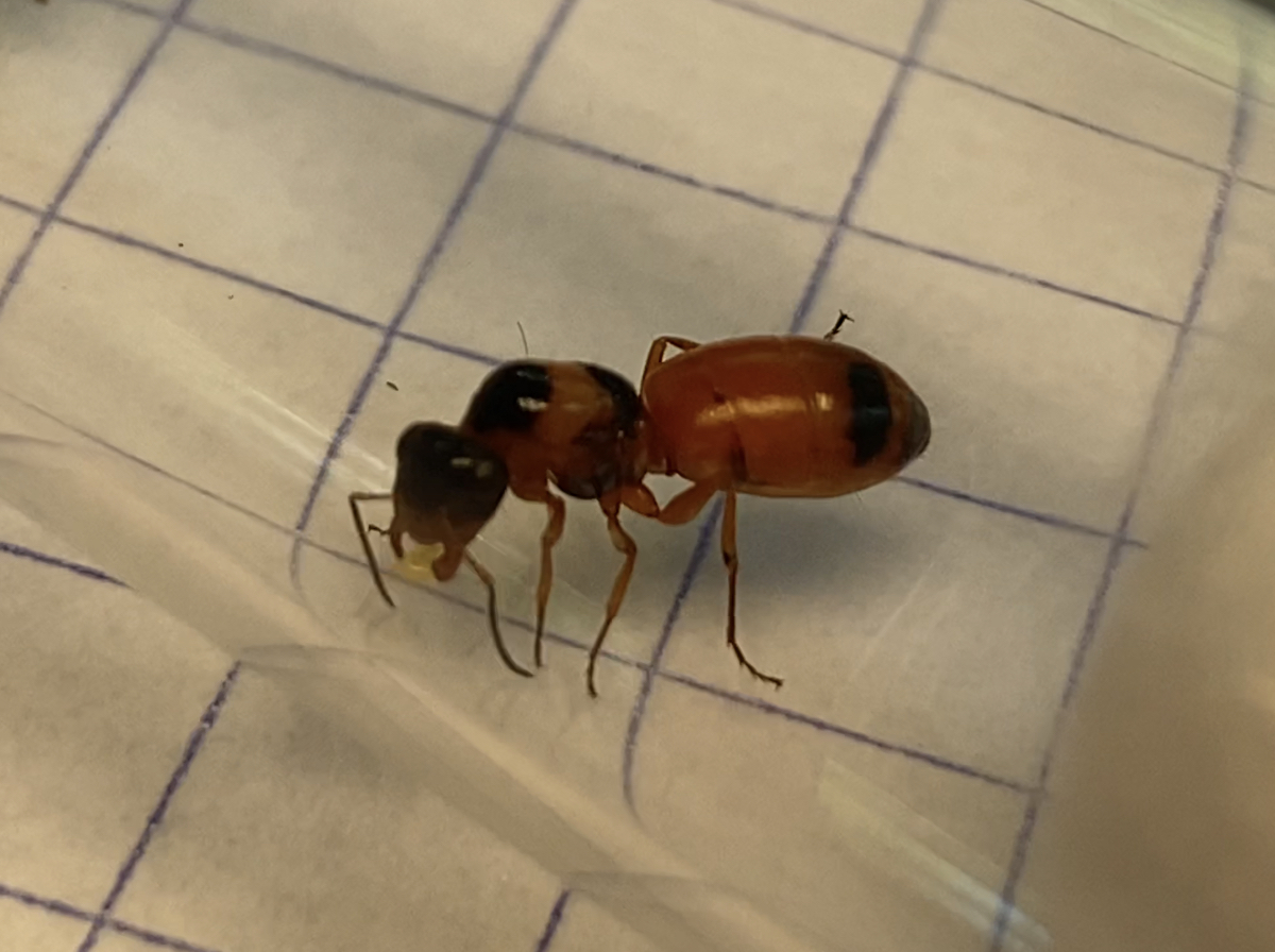 Opisthopsis Queen, Strobe Ant w/ Eggs Brood - Buy at Antastic