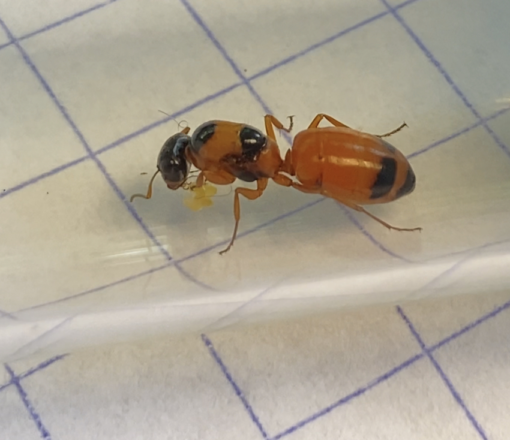 10 Amazing Facts About Queen Ants