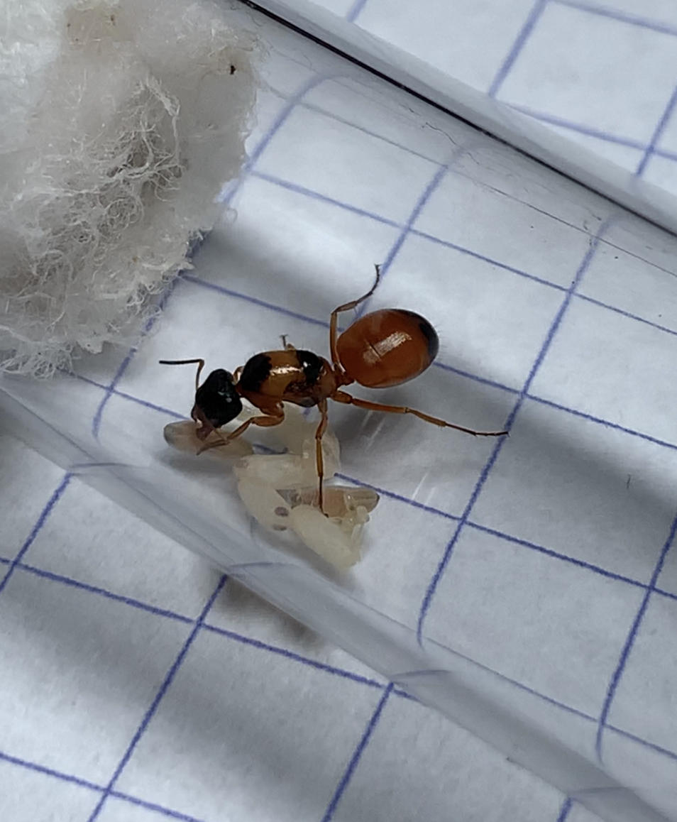 Opisthopsis Queen, Strobe Ant w/ Eggs Brood - Buy at Antastic