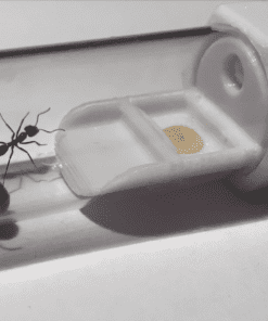 Black Light Cover for Queen Ant - Suits up to 18mm Test Tube