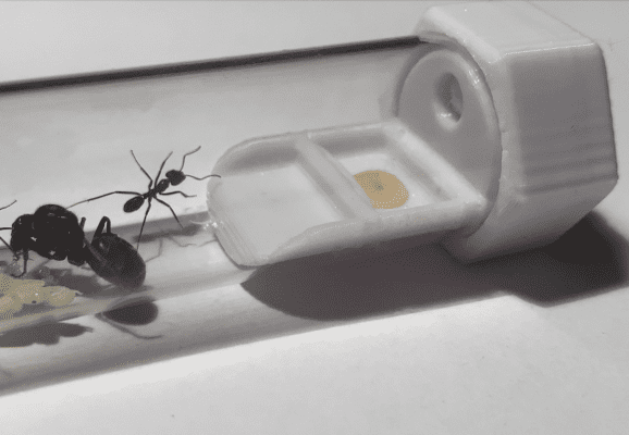 Ant Feeder Tray, Test Tube Cap - 16mm / 18mm / 20mm