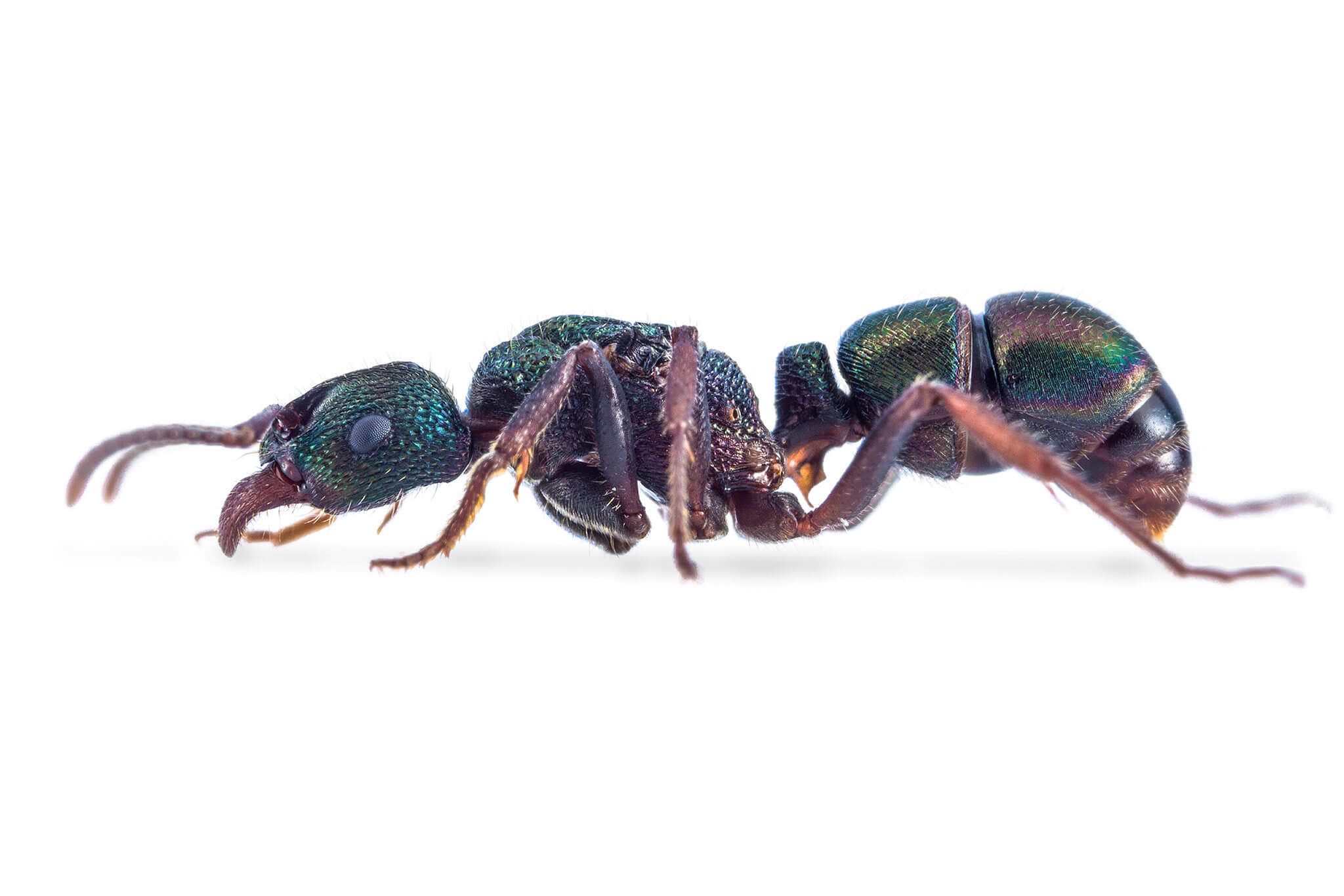 Rhytidoponera Metallica Queen, Green Headed Ant - At Antastic