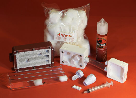 Choosing the Queen Ant that Suits You - Beginner Queen Ant Kits